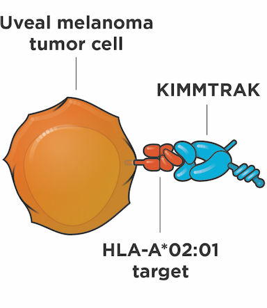 KIMMTRAK® (tebentafusp-tebn) - Official Website